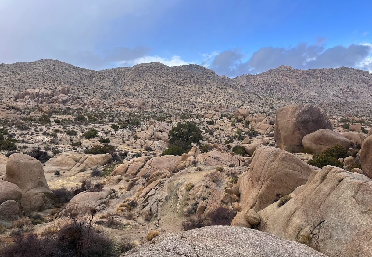 Joshua Tree - Widow's Voice