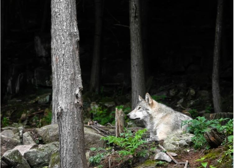 Labs and Wolves: - Widow's Voice
