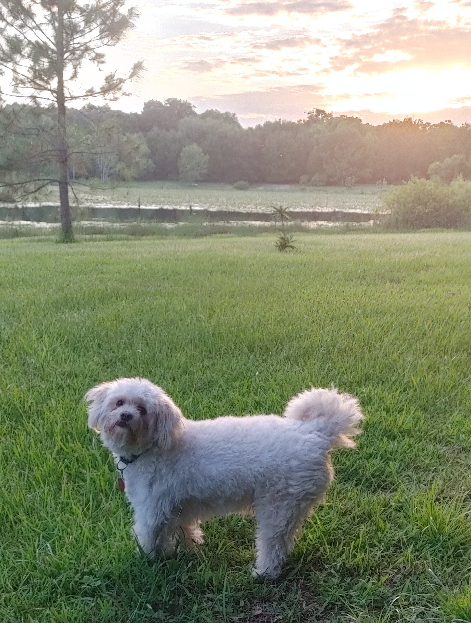 "Ruff" Around the Sedges - Widow's Voice
